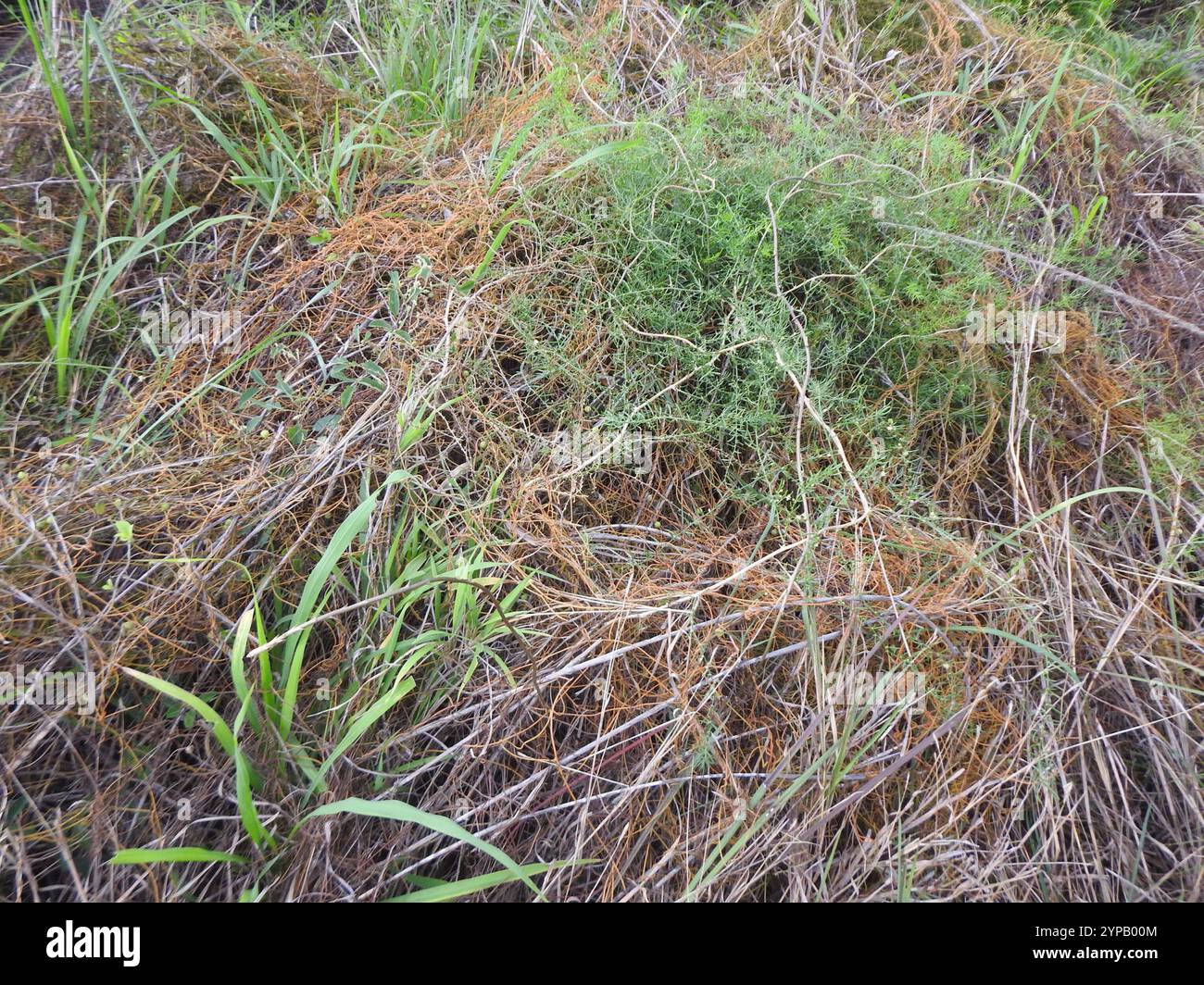laurel dodder (Cassytha filiformis Stock Photo - Alamy