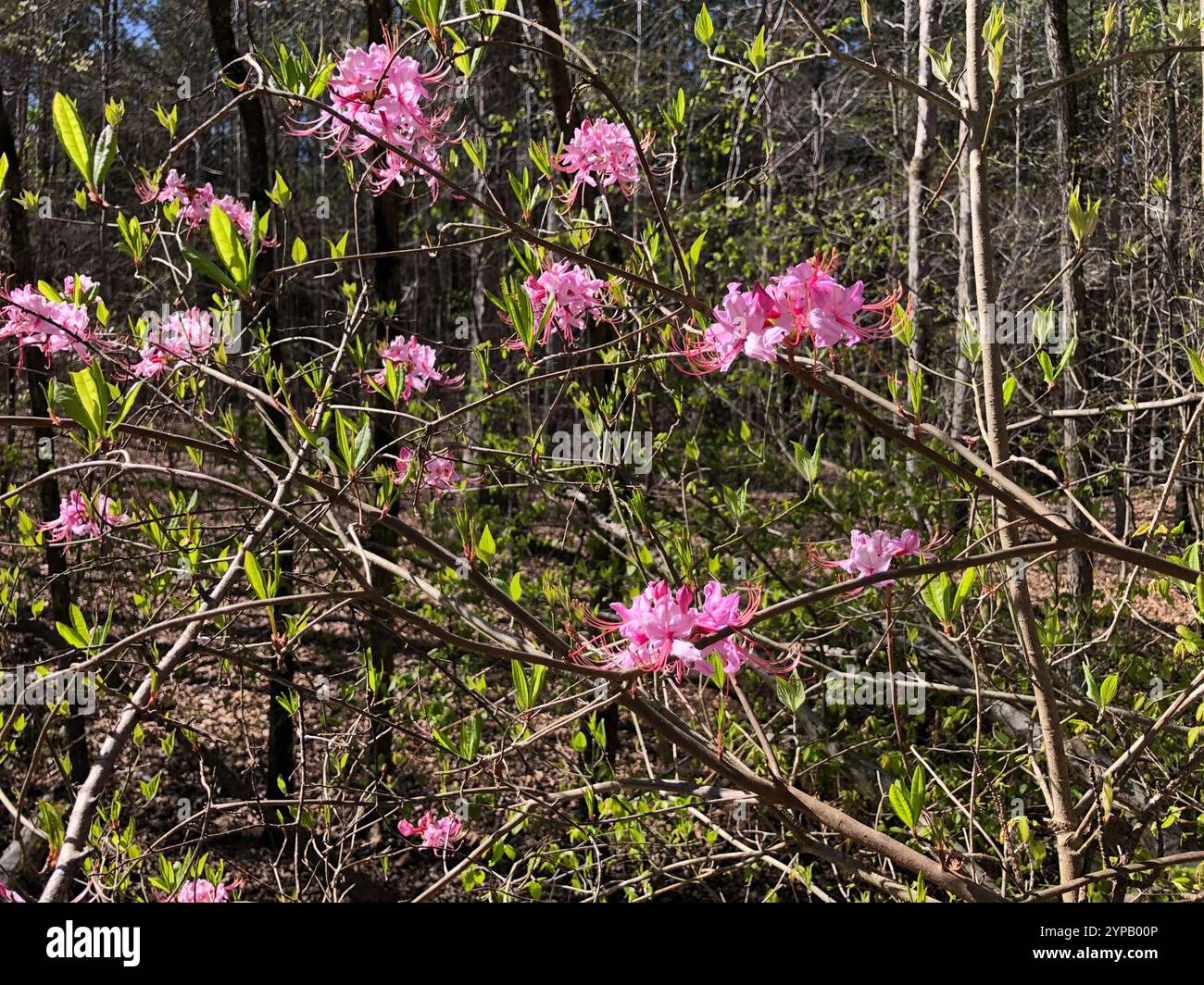 rhododendrons and azaleas (Rhododendron Stock Photo - Alamy