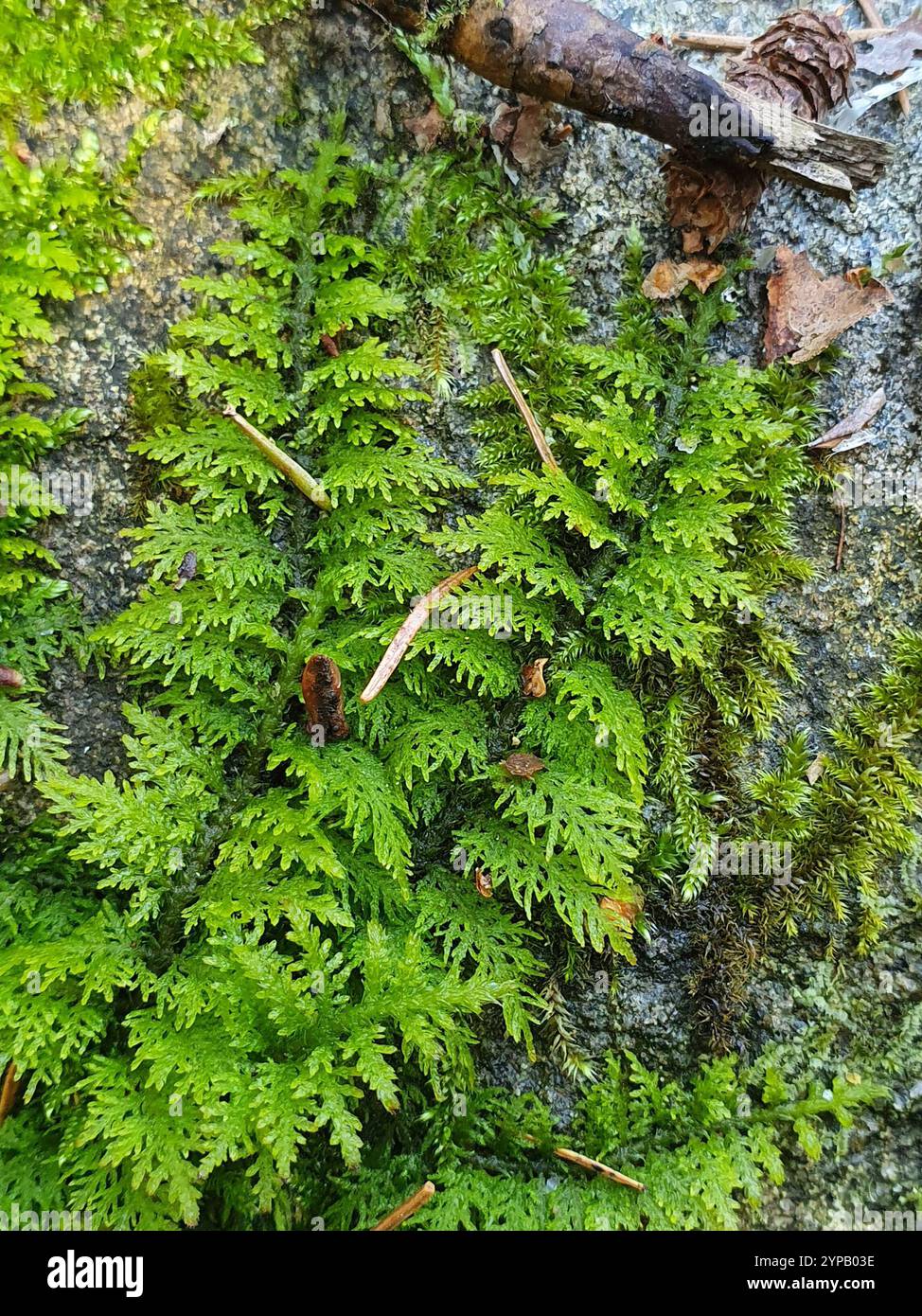 fern mosses (Thuidium Stock Photo - Alamy