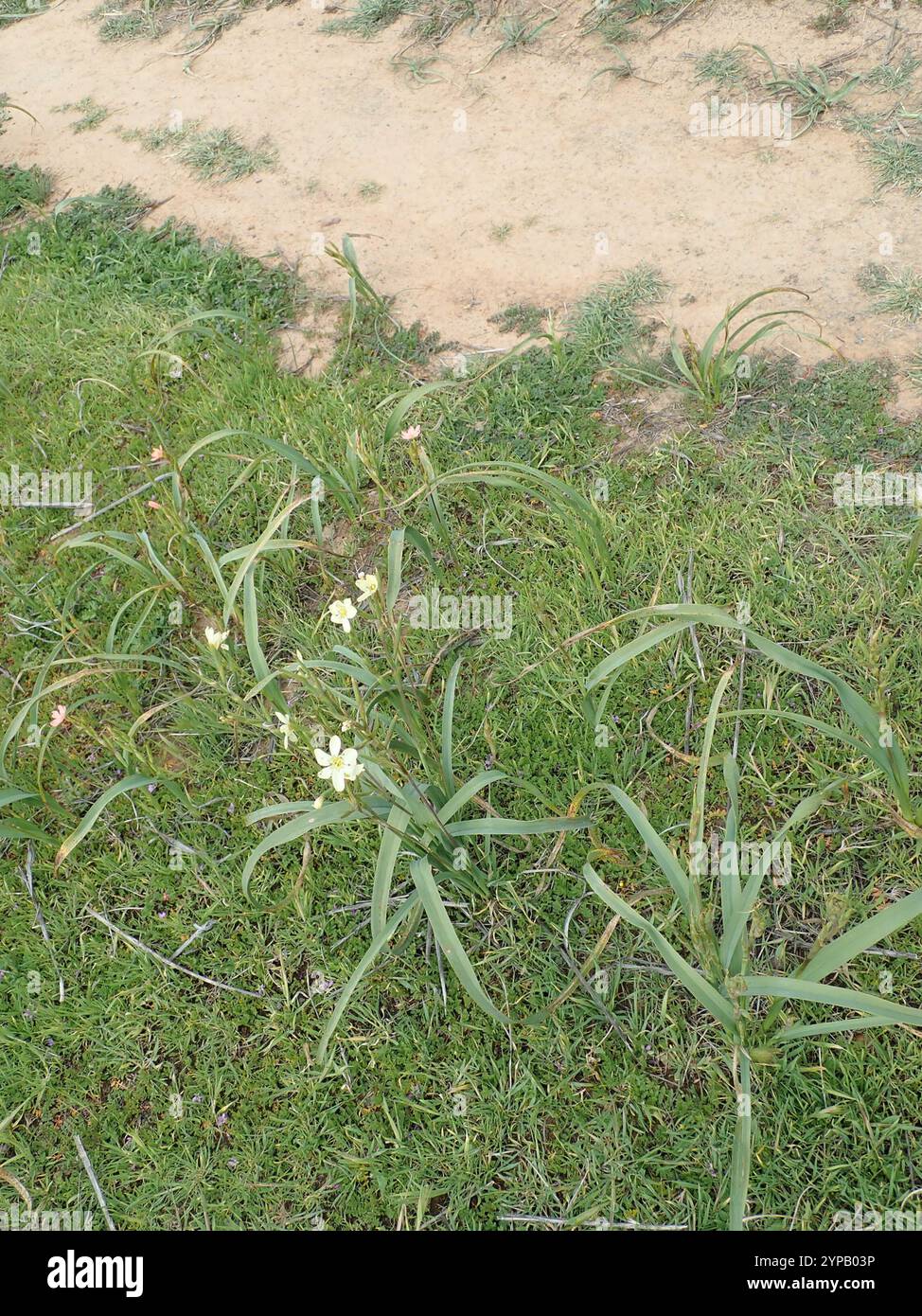 Two-leaved Cape tulip (Moraea miniata Stock Photo - Alamy