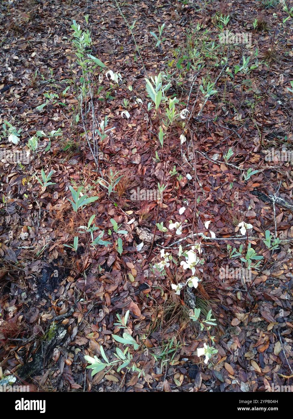 netted pawpaw (Asimina reticulata Stock Photo - Alamy