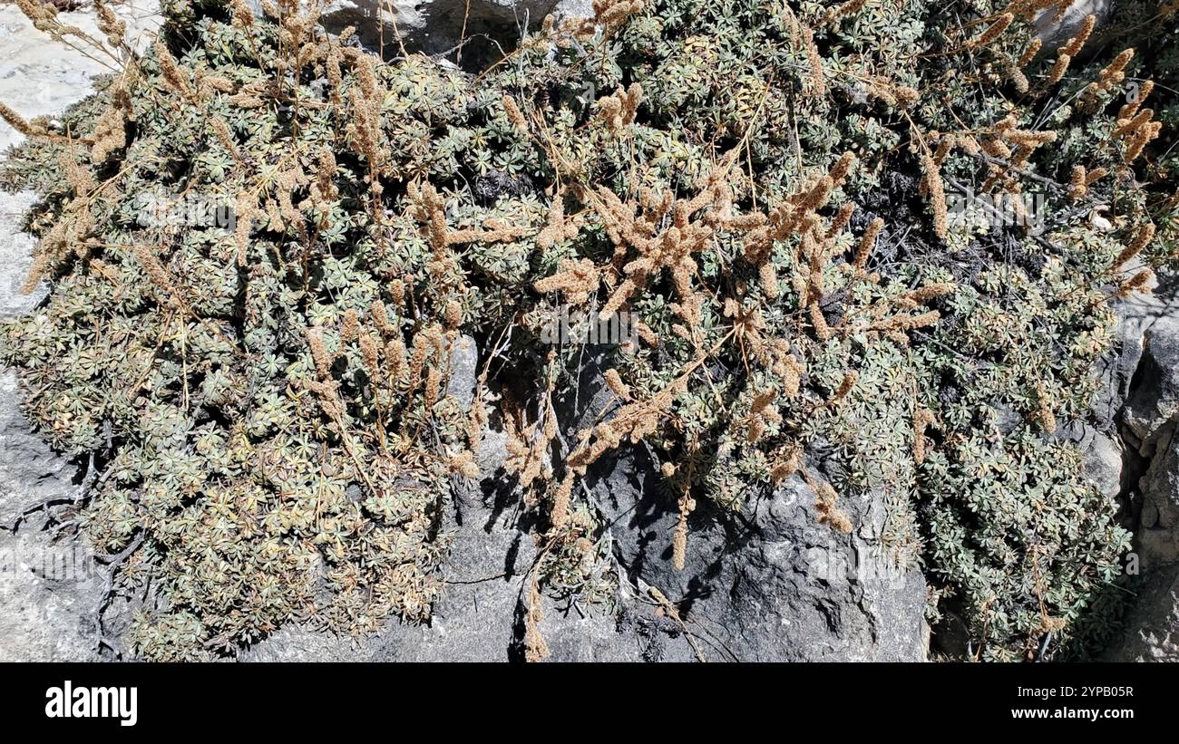 Petrophytum hi-res stock photography and images - Alamy