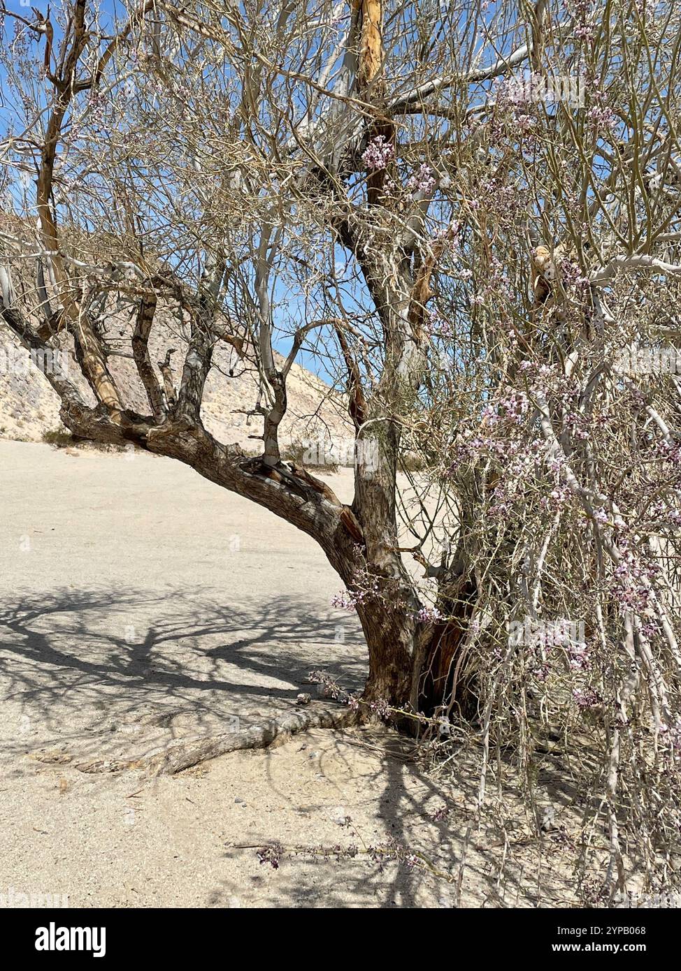 desert ironwood (Olneya tesota Stock Photo - Alamy