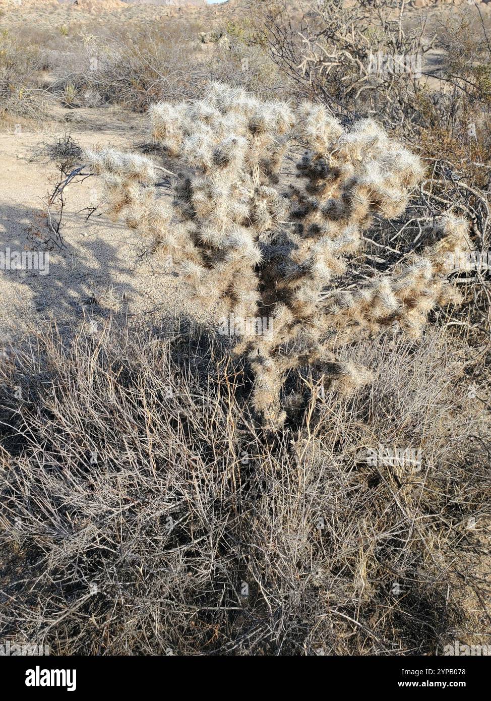 Silver Cholla (Cylindropuntia echinocarpa Stock Photo - Alamy