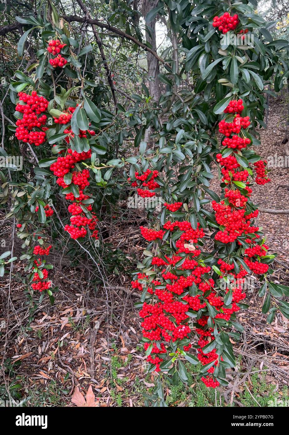 Firethorn (Pyracantha coccinea Stock Photo - Alamy