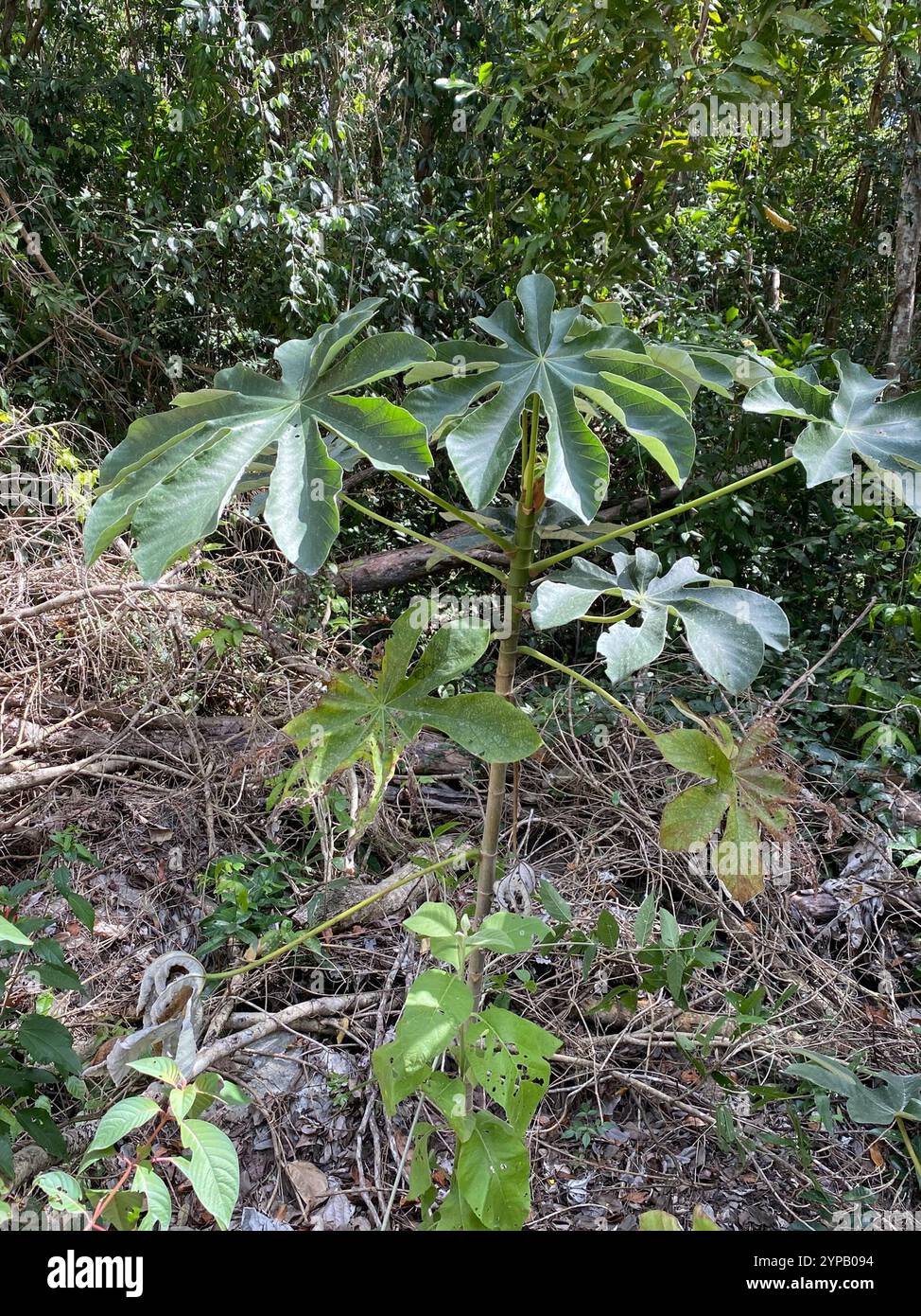 trumpet tree (Cecropia peltata Stock Photo - Alamy