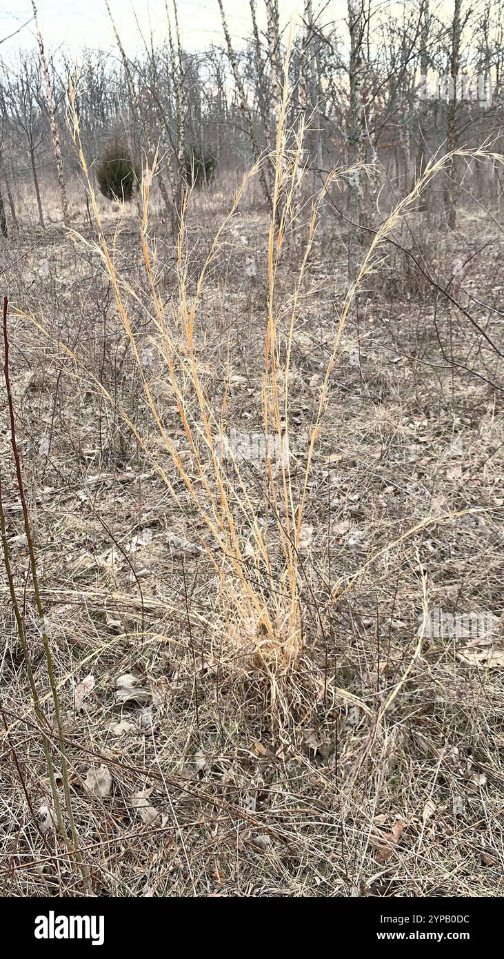 Broomsedge bluestem hi-res stock photography and images - Alamy