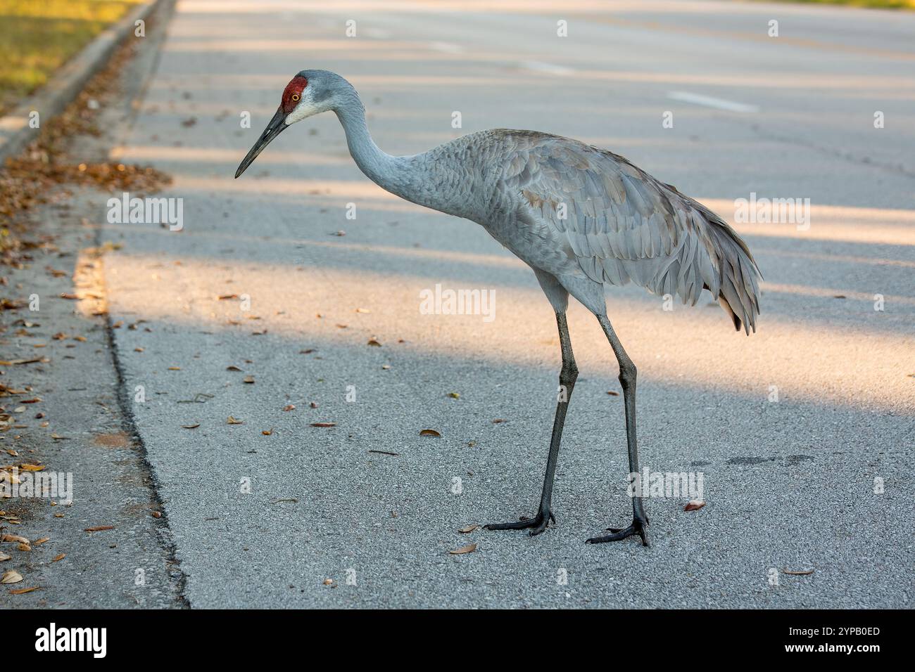 Florida Sandhill Crane Crossing a Road – Wildlife and Nature Stock ...