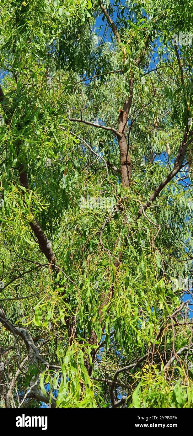 Willow Acacia (Acacia salicina Stock Photo - Alamy