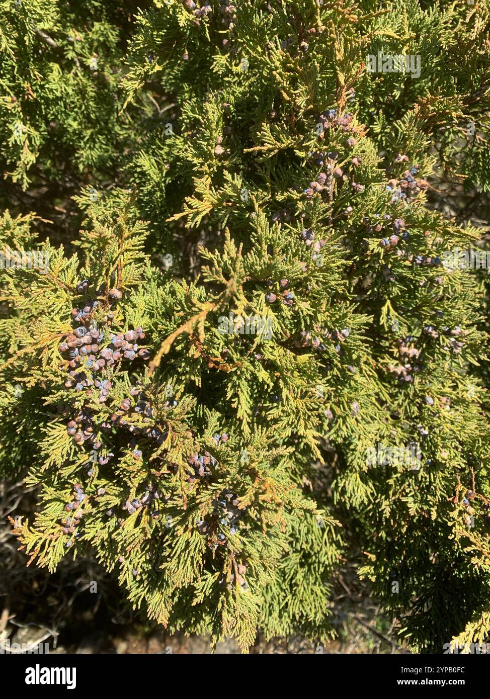 Seaside Juniper (Juniperus maritima Stock Photo - Alamy