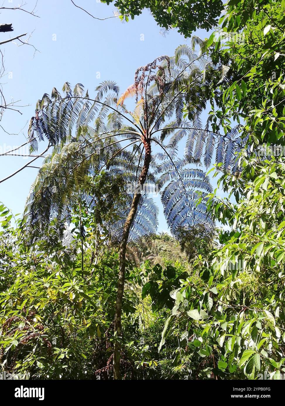 Flying Spider Monkey Tree Fern (Sphaeropteris lepifera Stock Photo - Alamy