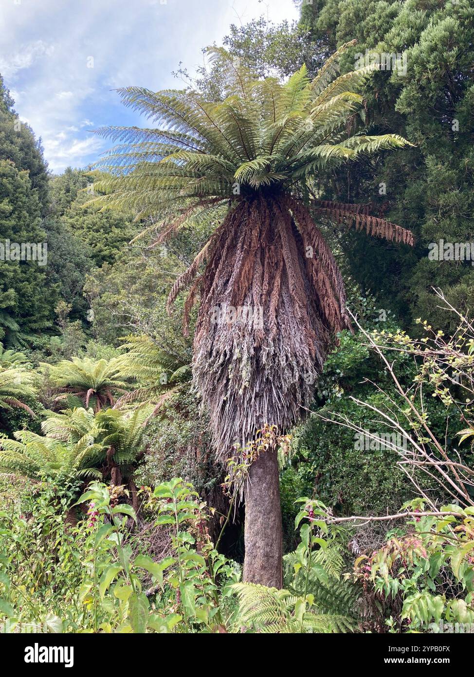 golden tree fern (Dicksonia fibrosa Stock Photo - Alamy