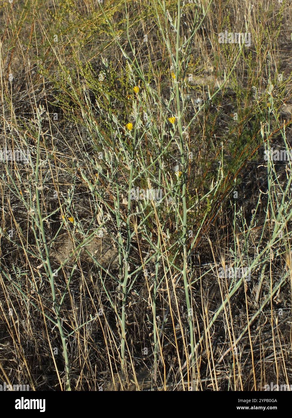 Rush Skeletonweed (Chondrilla juncea Stock Photo - Alamy