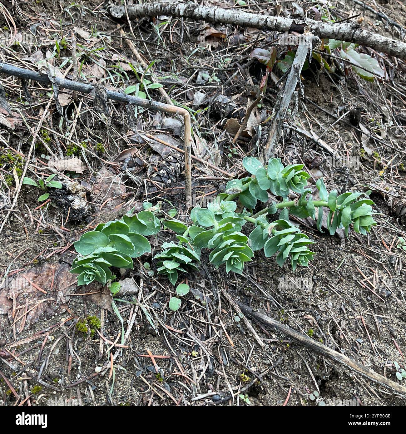 Balkan toadflax (Linaria dalmatica Stock Photo - Alamy
