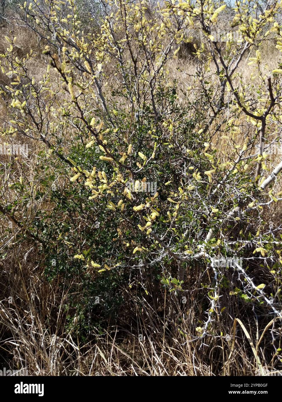 Blackbrush Acacia (Vachellia rigidula Stock Photo - Alamy