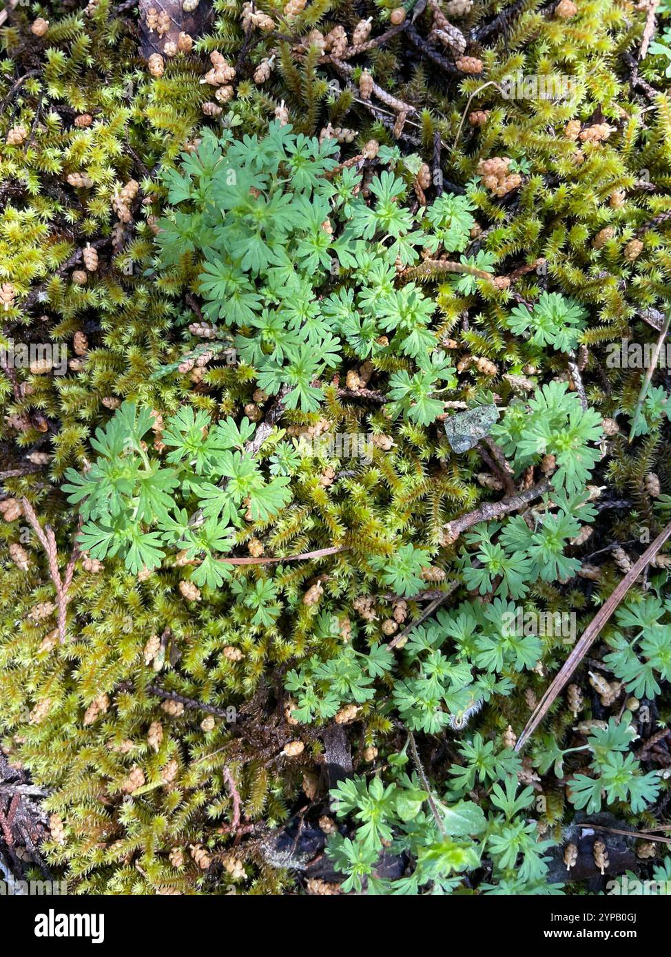 Slender parsley-piert (Alchemilla australis Stock Photo - Alamy