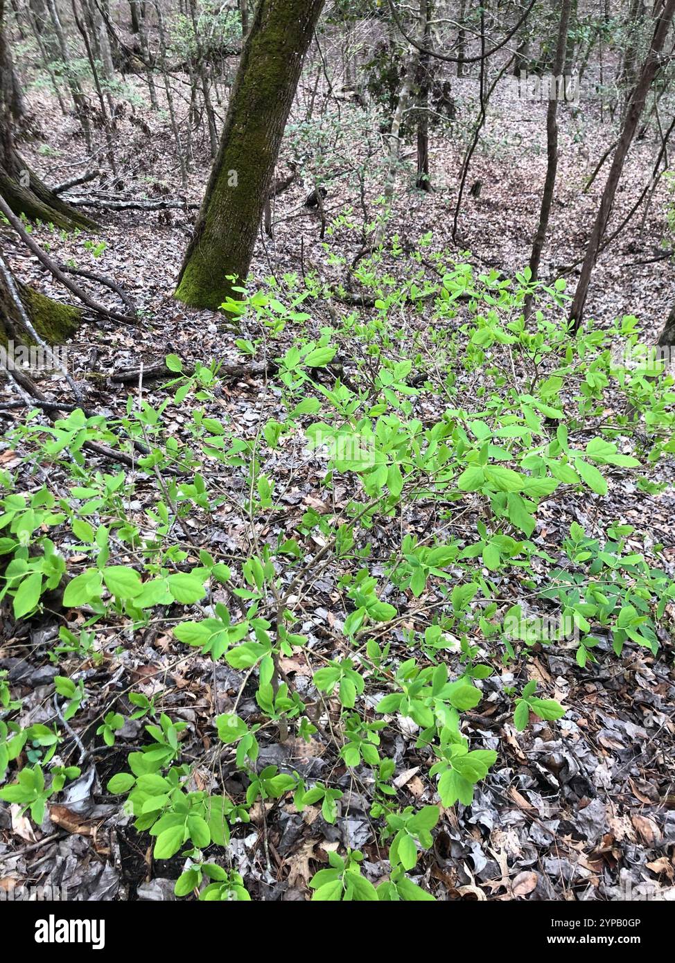 eastern leatherwood (Dirca palustris Stock Photo - Alamy