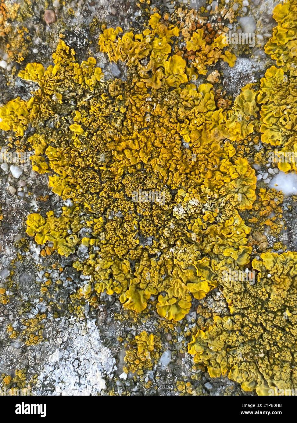 Xanthoria calcicola hi-res stock photography and images - Alamy