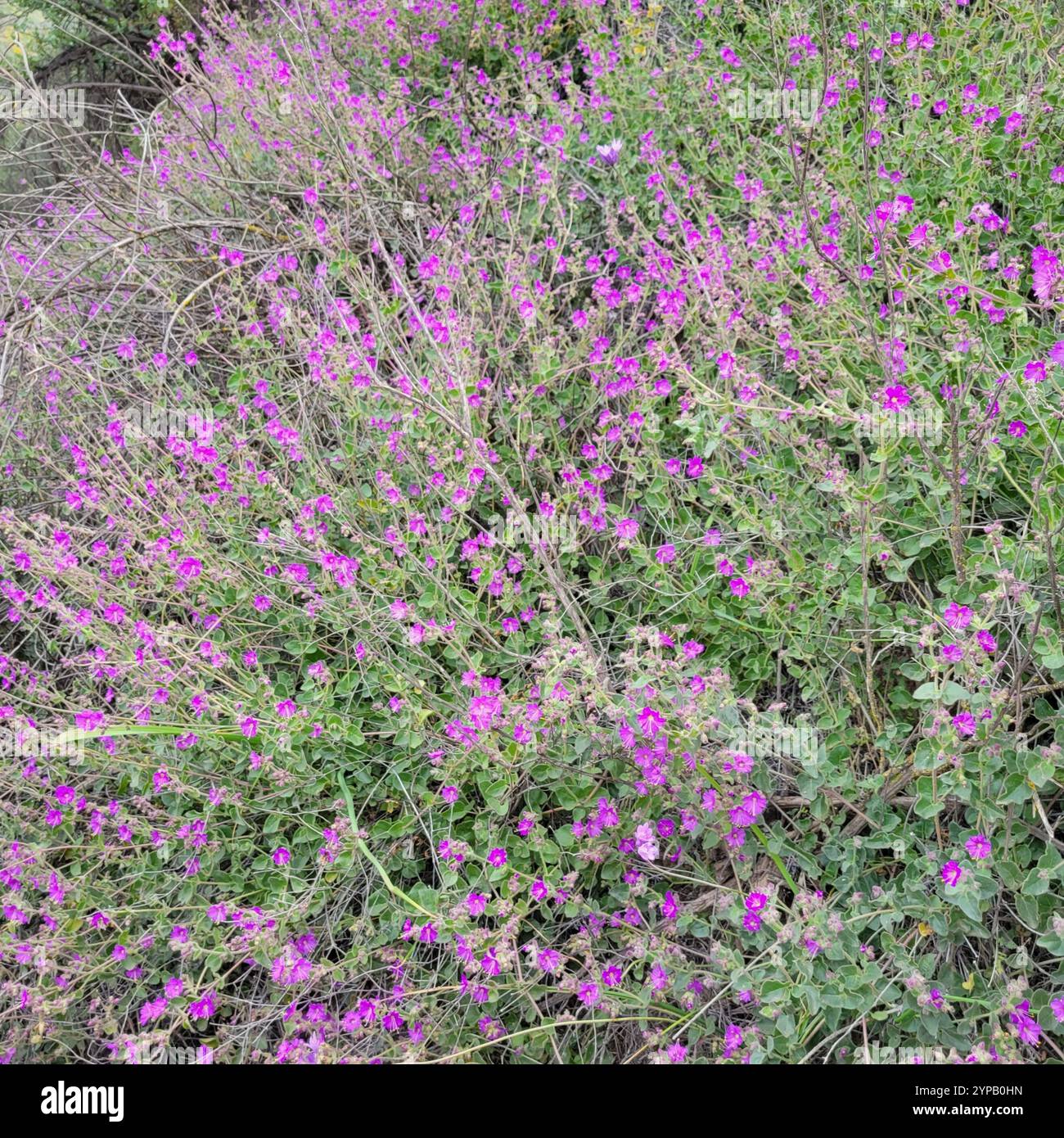 Wishbone Bush (Mirabilis laevis Stock Photo - Alamy