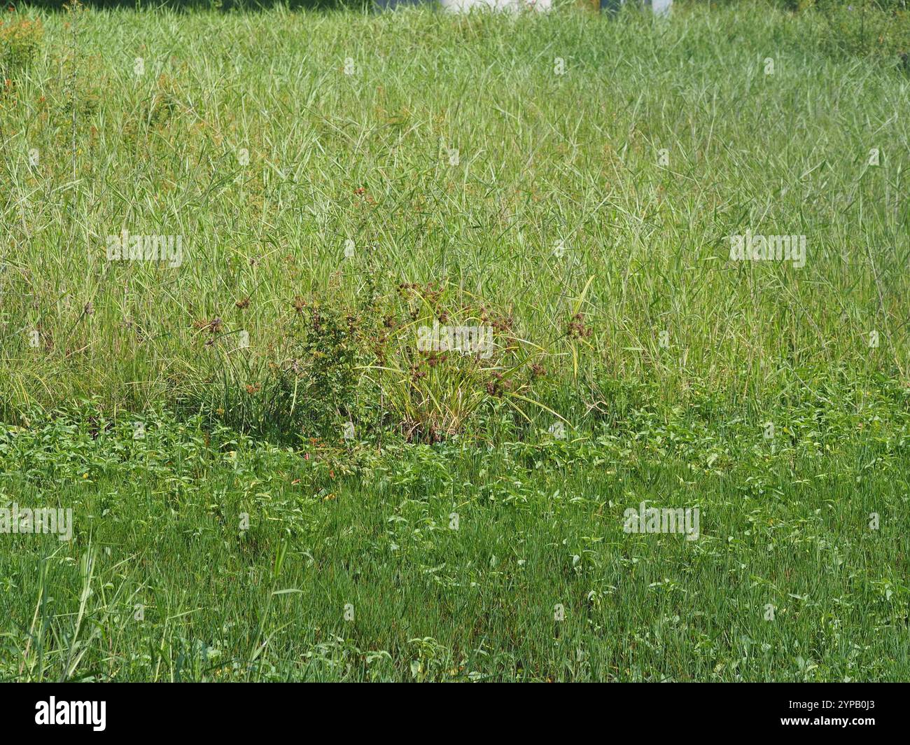 Fragrant flatsedge (Cyperus odoratus Stock Photo - Alamy