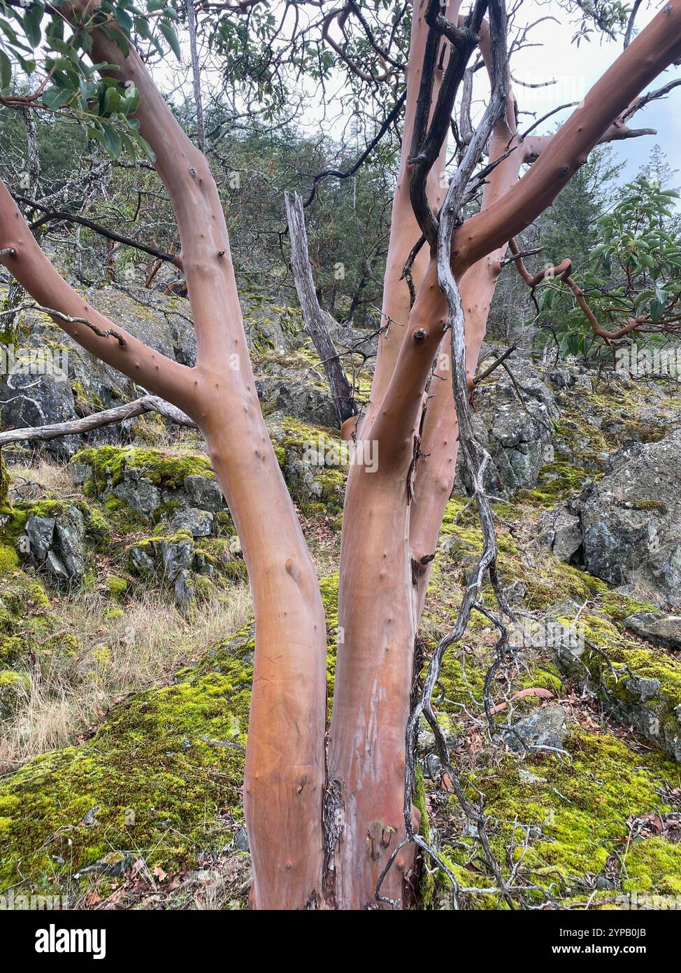 Pacific madrone (Arbutus menziesii Stock Photo - Alamy