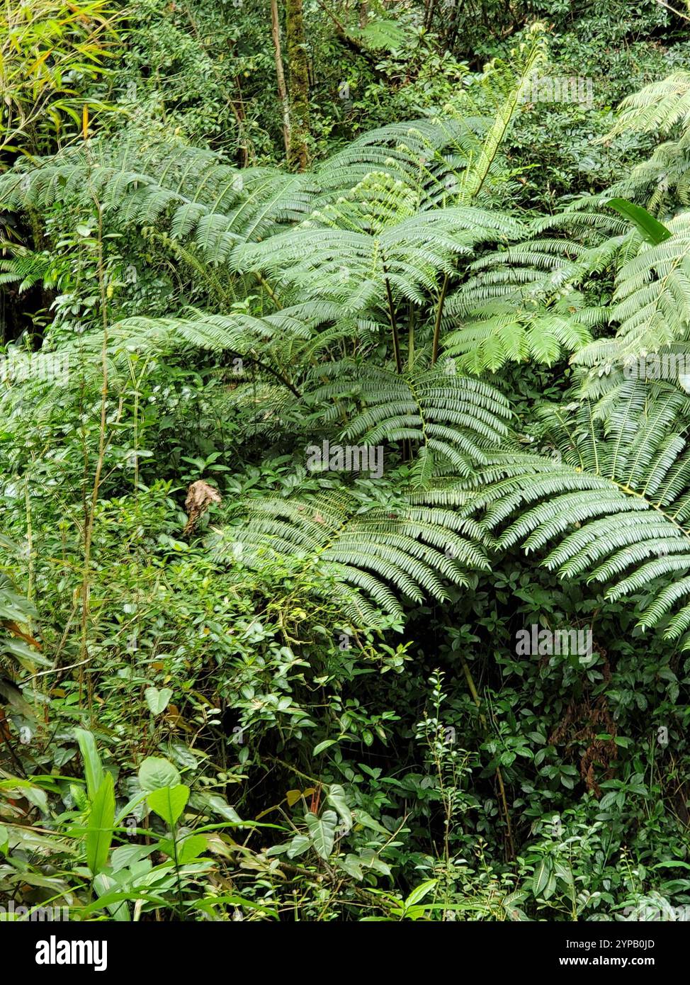 Angiopteris evecta hi-res stock photography and images - Alamy