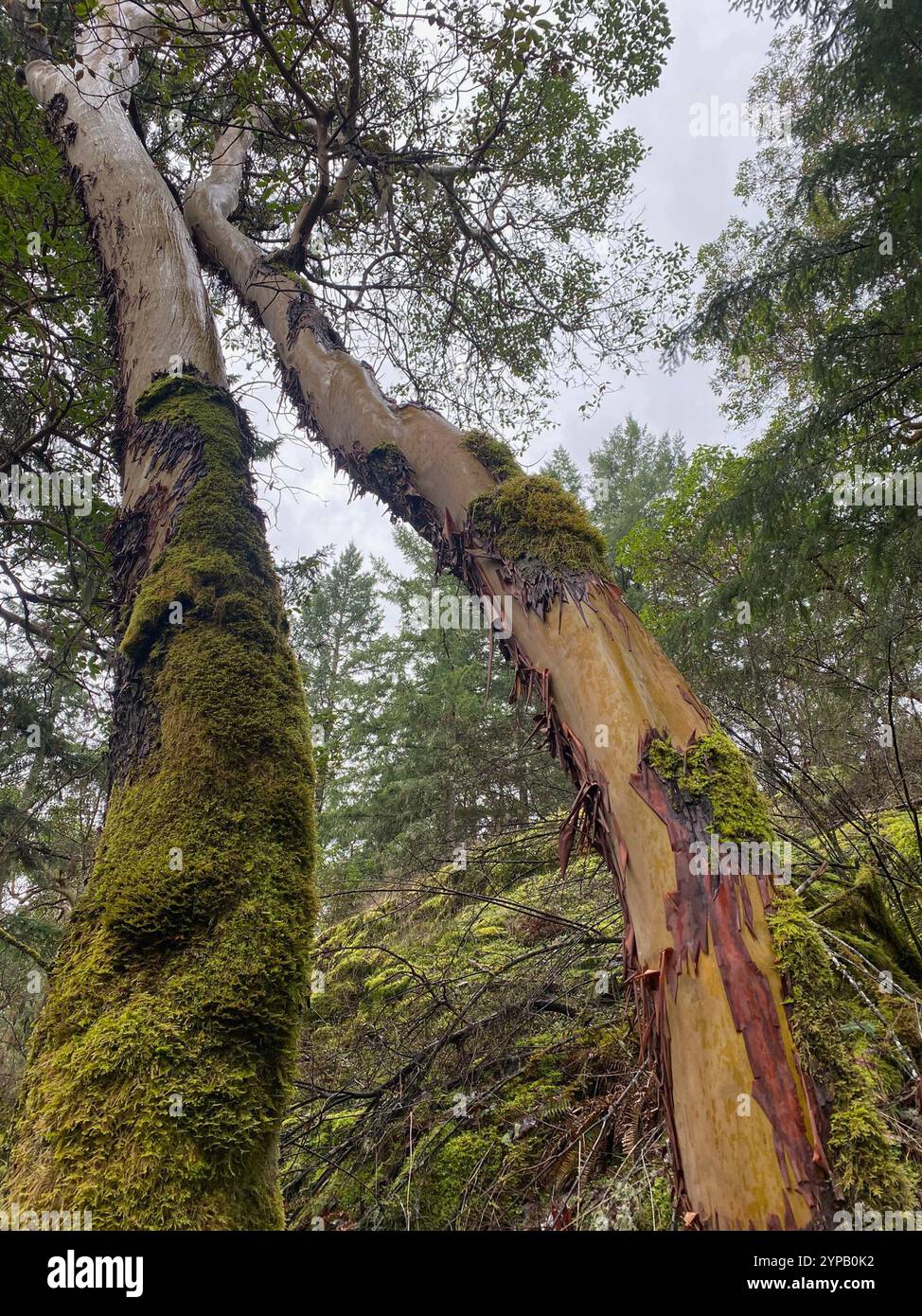 Pacific madrone (Arbutus menziesii Stock Photo - Alamy