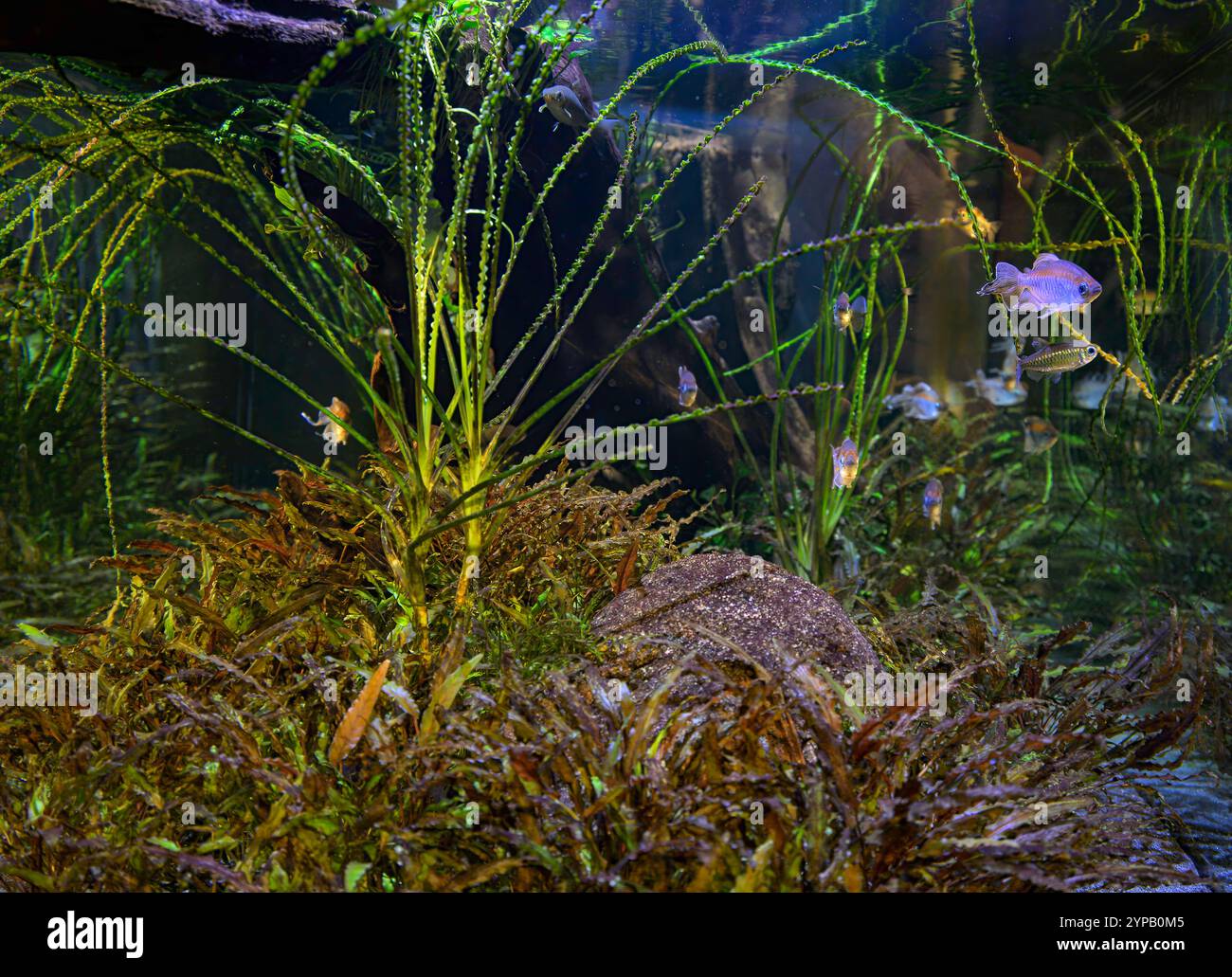 Aponogeton sp hi-res stock photography and images - Alamy