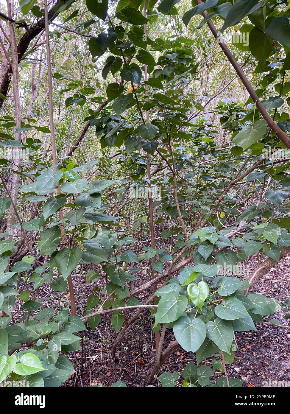 Thespesia populnea portia tree hi-res stock photography and images - Alamy