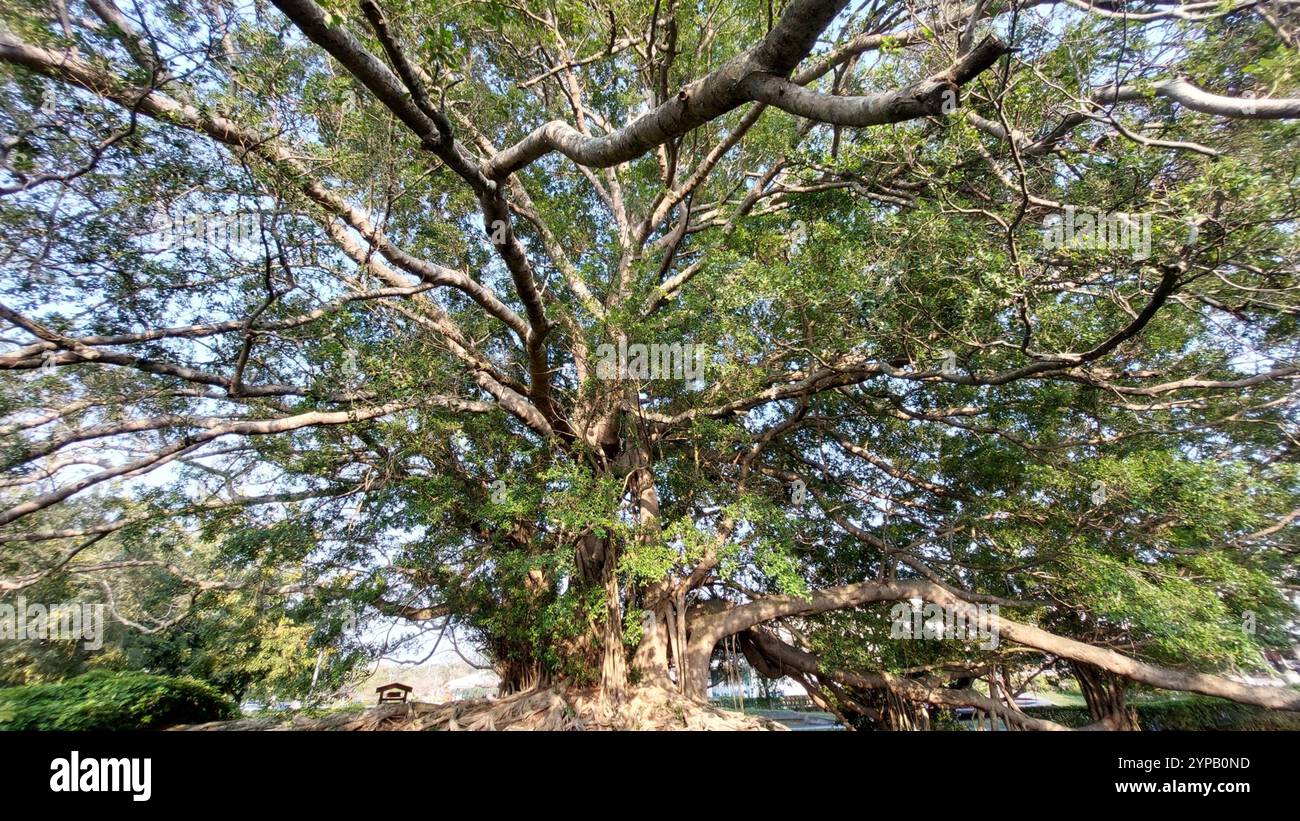 Chinese banyan (Ficus microcarpa Stock Photo - Alamy