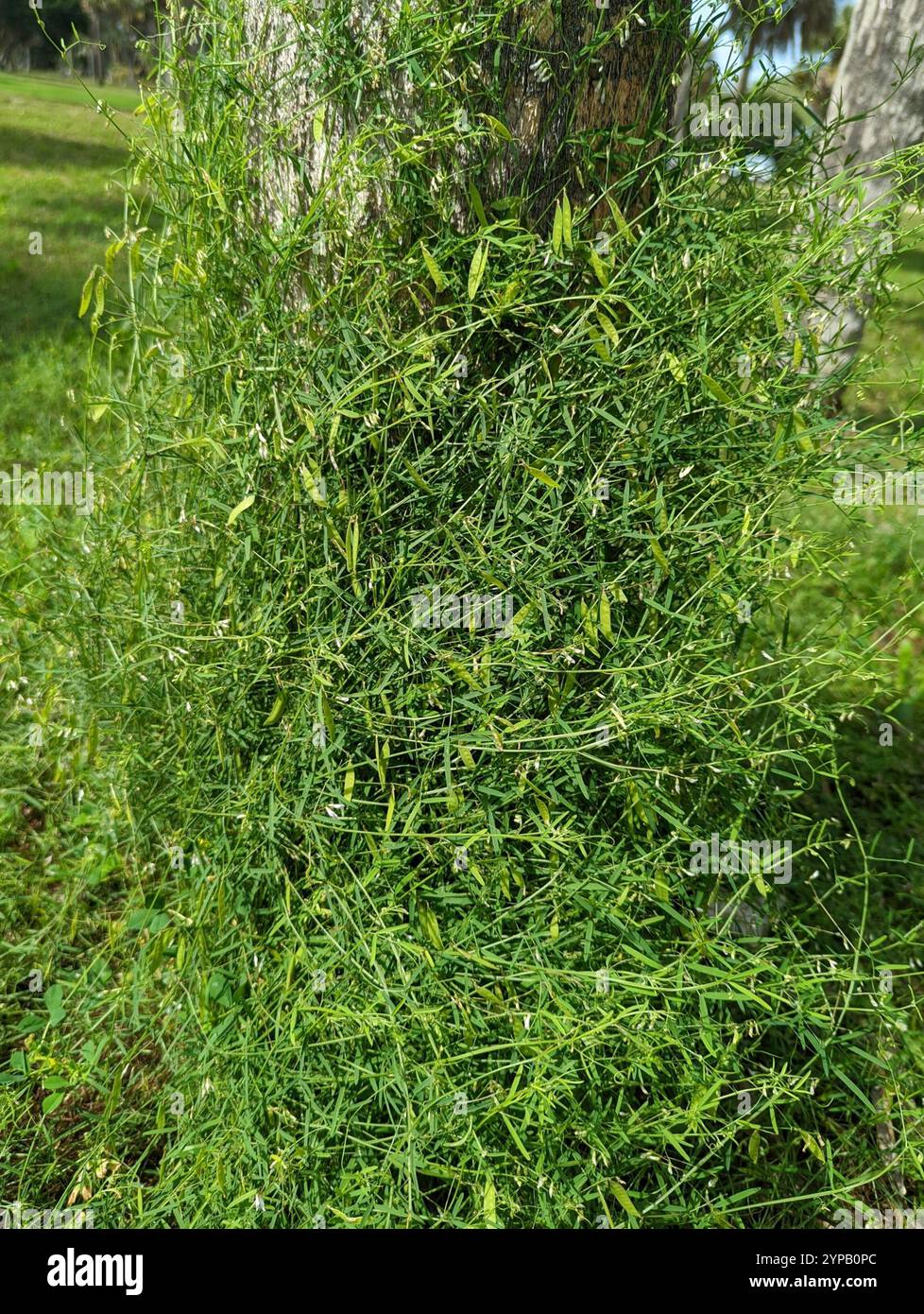 Fourleaf Vetch (Vicia acutifolia Stock Photo - Alamy