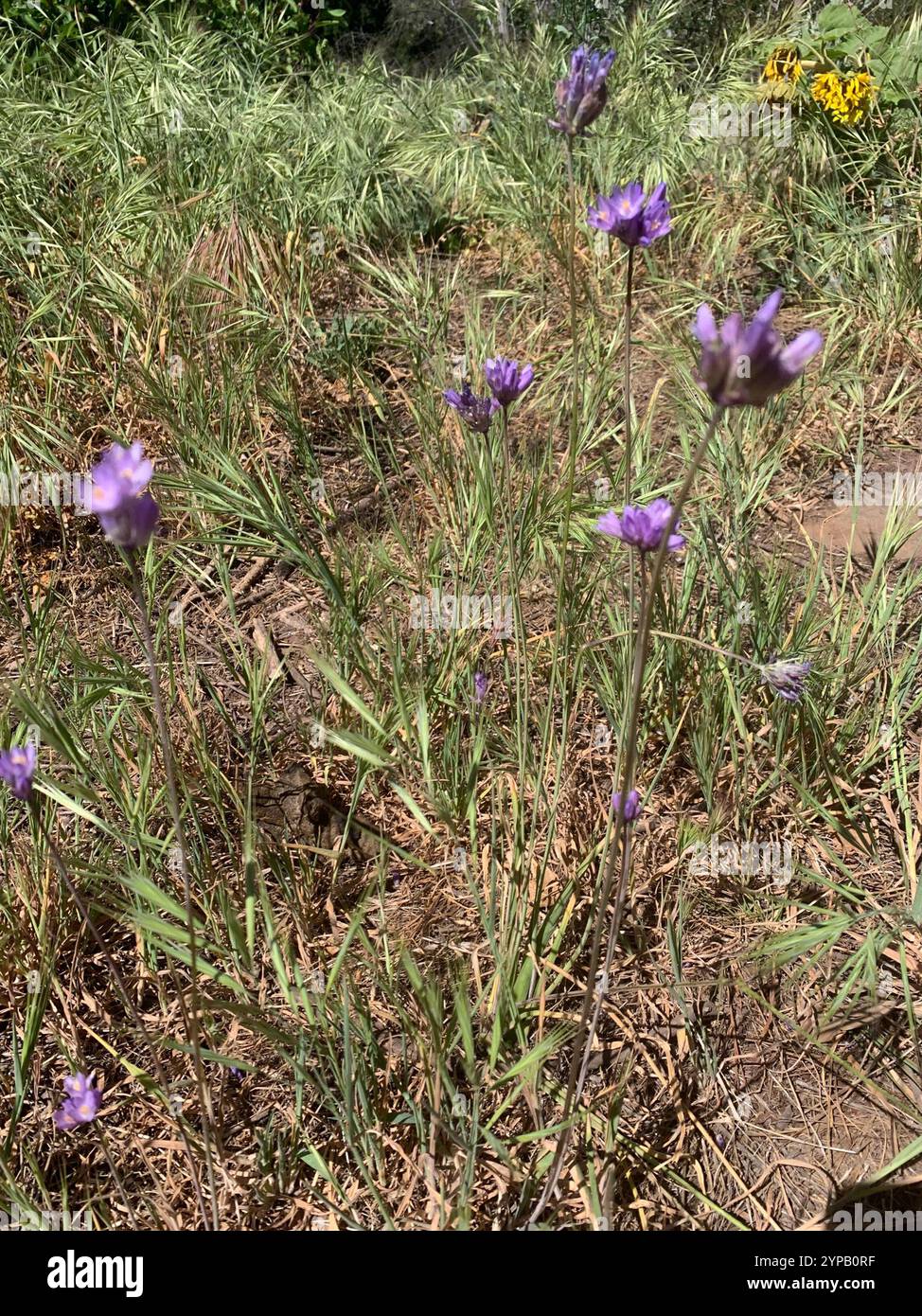 (Dipterostemon capitatus capitatus Stock Photo - Alamy