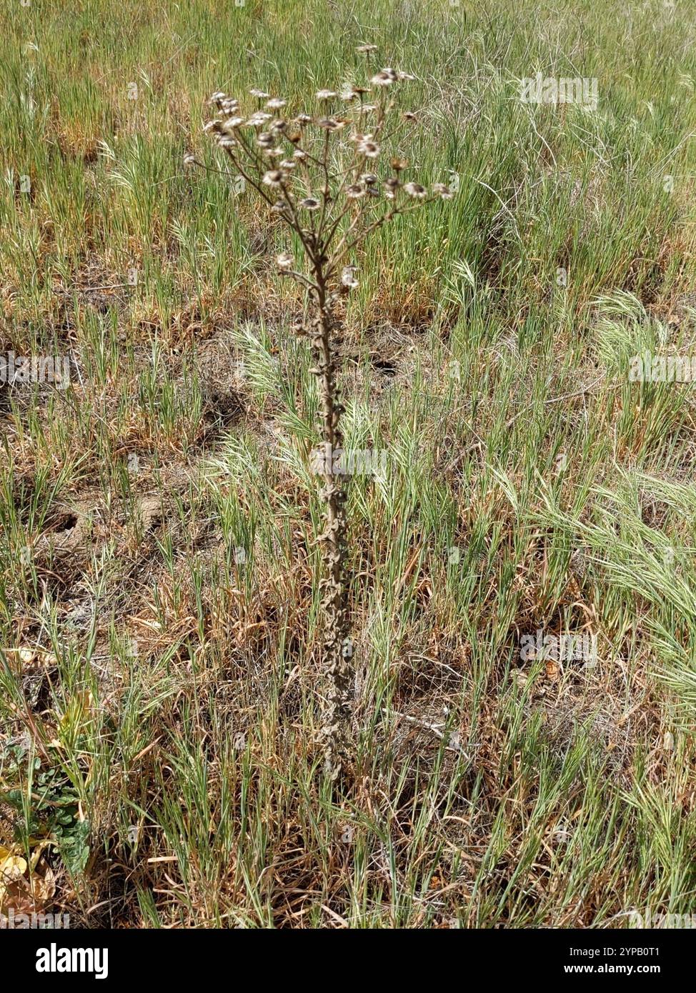 Telegraphweed (Heterotheca grandiflora Stock Photo - Alamy