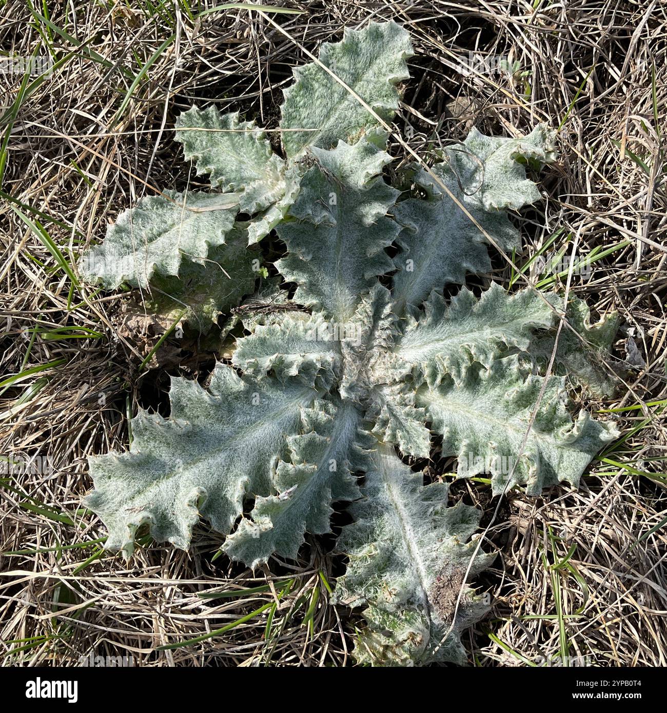 cotton thistle (Onopordum acanthium Stock Photo - Alamy