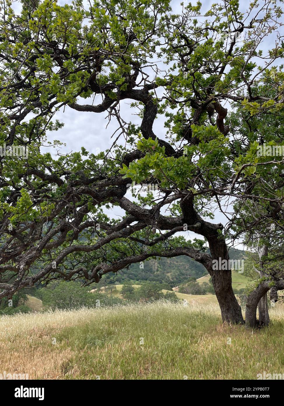 blue oak (Quercus douglasii Stock Photo - Alamy