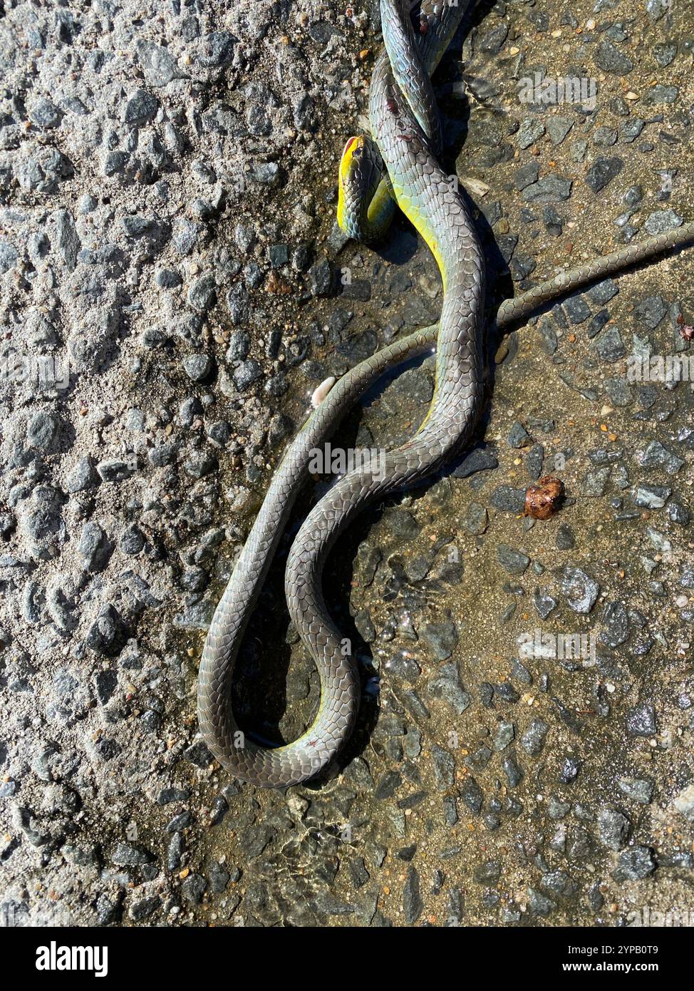 Common Tree Snake (Dendrelaphis punctulatus Stock Photo - Alamy