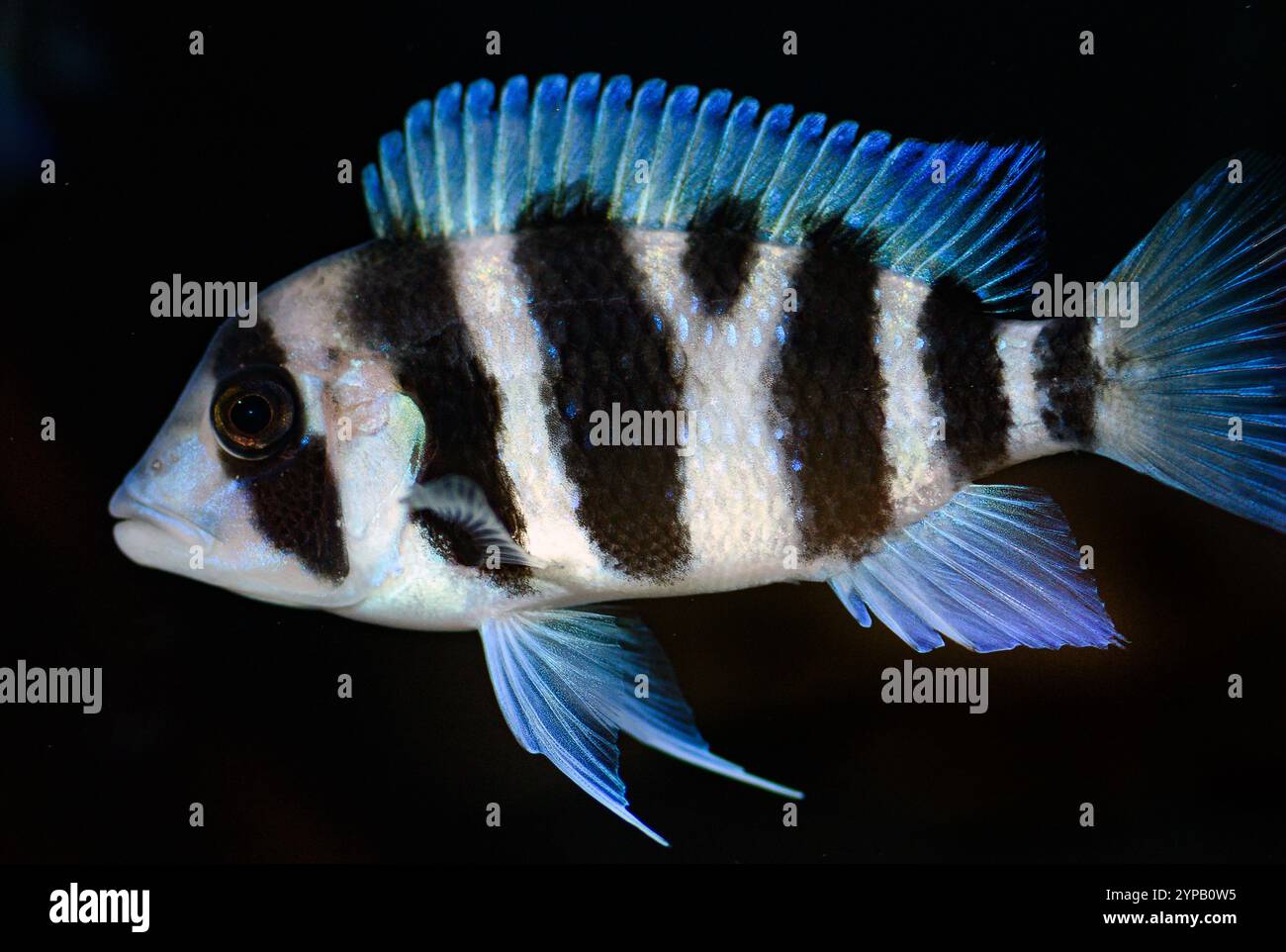 Frontosa cichlid (Cyphotilapia frontosa). Aquariumphoto Stock Photo - Alamy