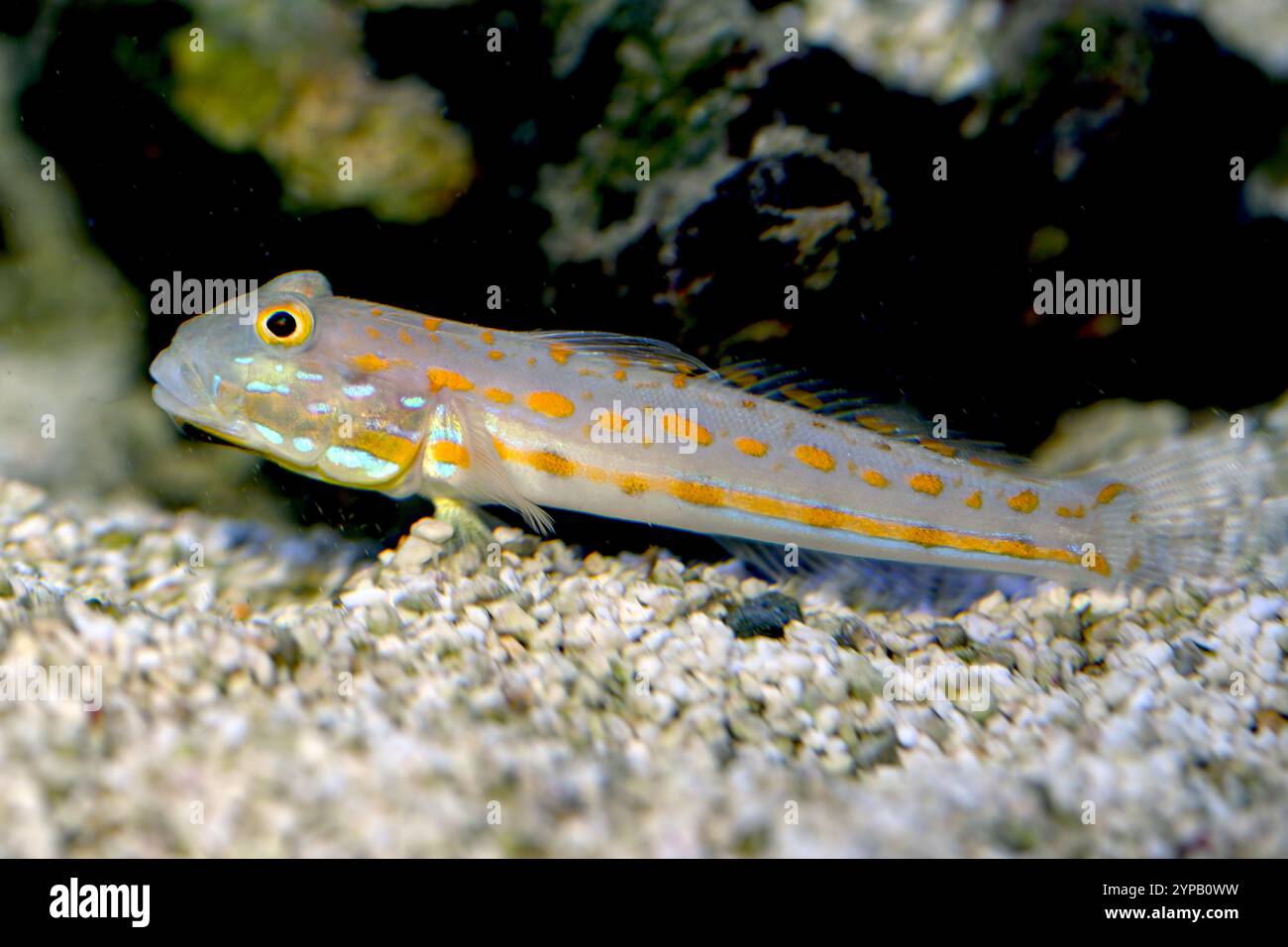 Orange-spotted sleeper goby (Valenciennea puellaris). Aquariumphoto ...