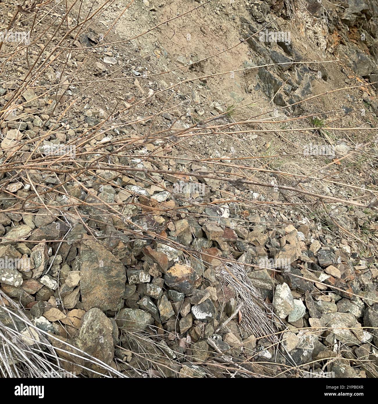 Rush Skeletonweed (Chondrilla juncea Stock Photo - Alamy