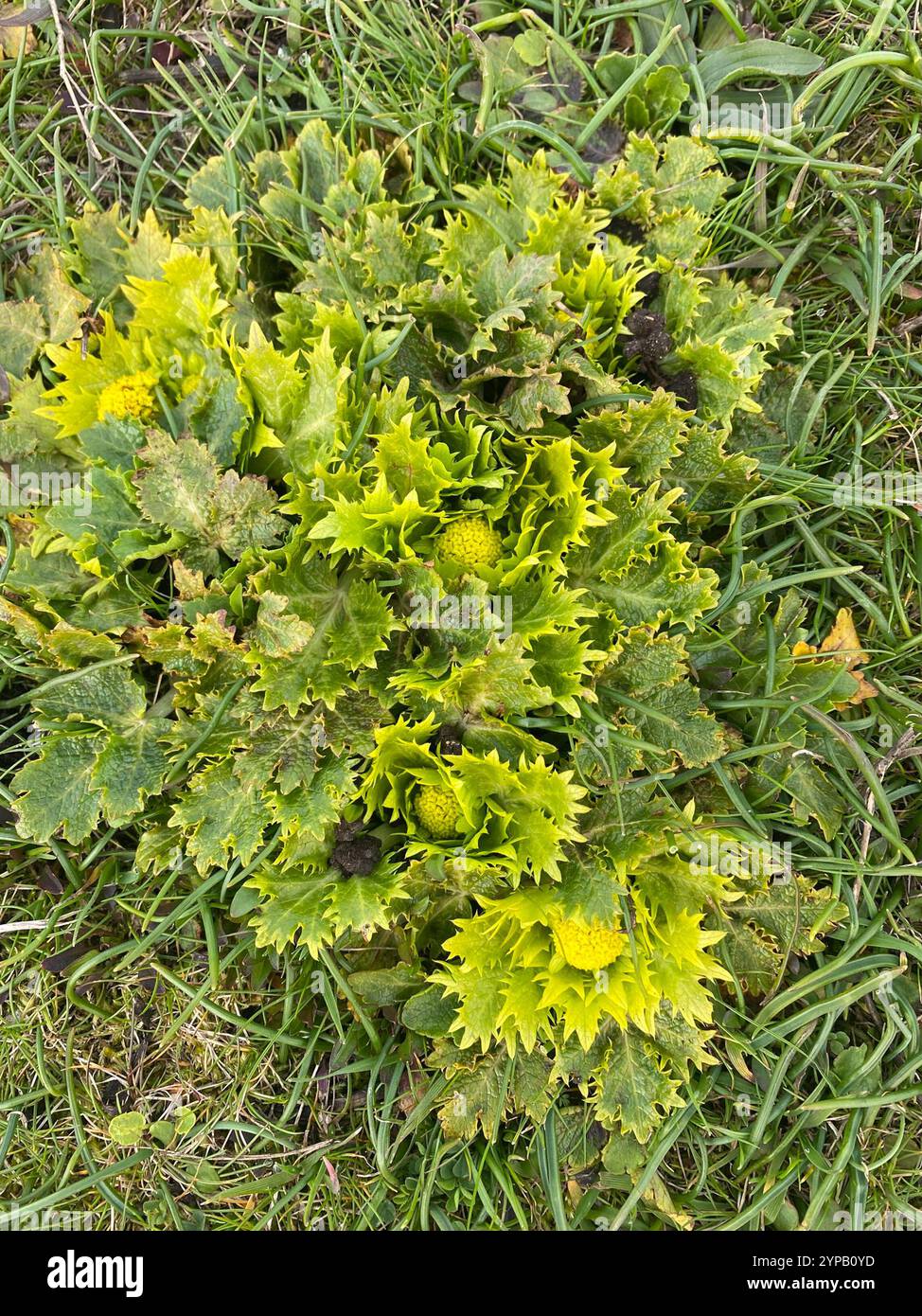 Sanicula arctopoides hi-res stock photography and images - Alamy