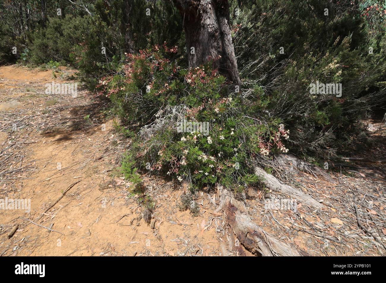 Guitar plant (Lomatia tinctoria Stock Photo - Alamy