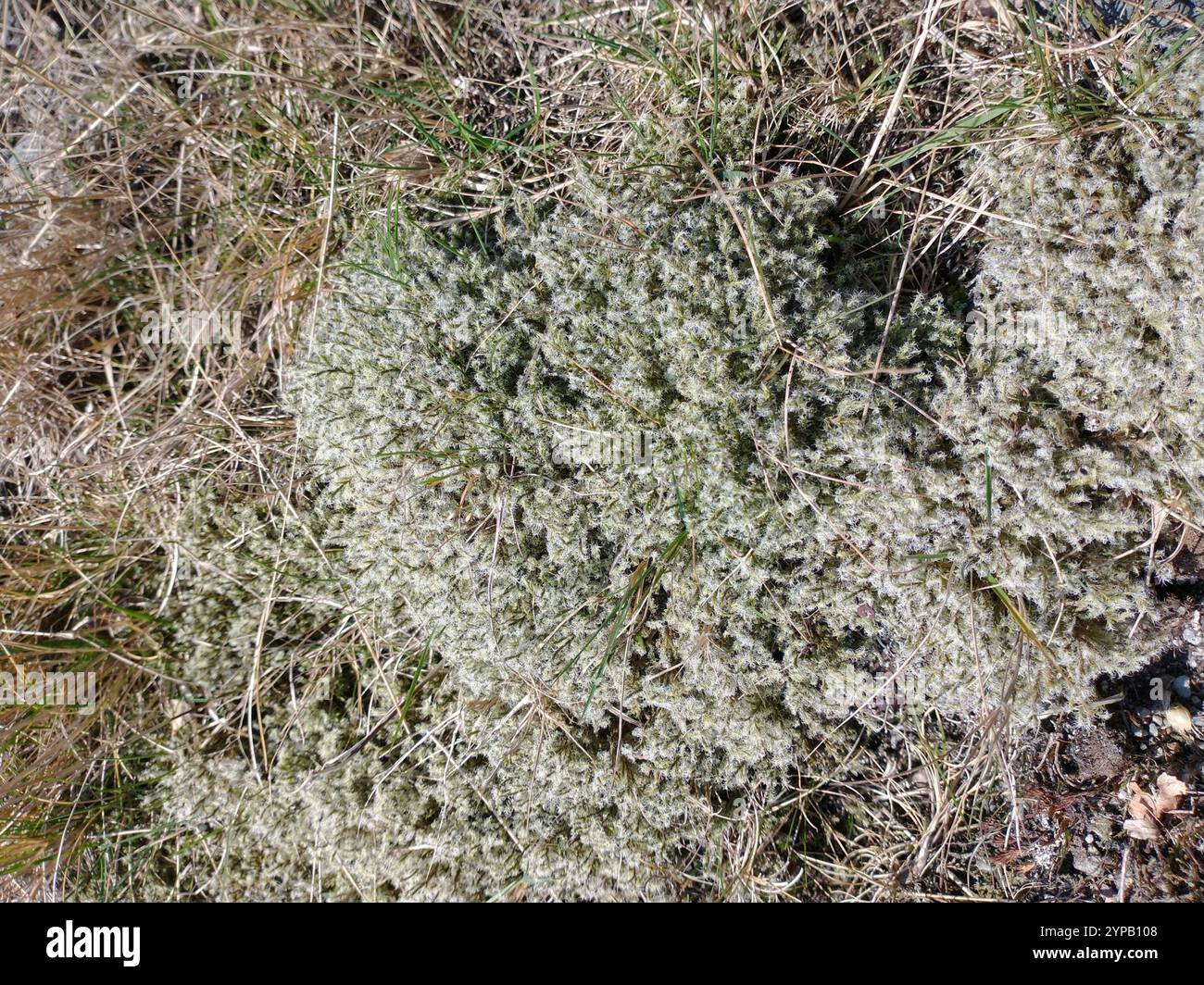 Woolly Fringe-moss (Racomitrium lanuginosum Stock Photo - Alamy