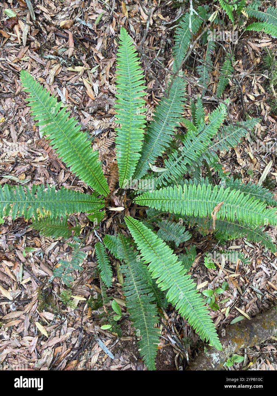 Lomaria discolor hi-res stock photography and images - Alamy