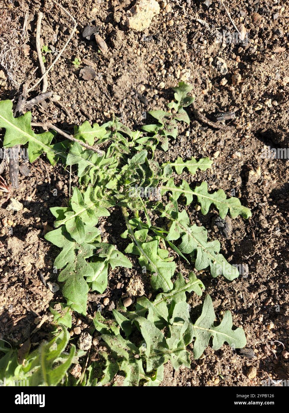 Saharan Mustard (Brassica tournefortii Stock Photo - Alamy