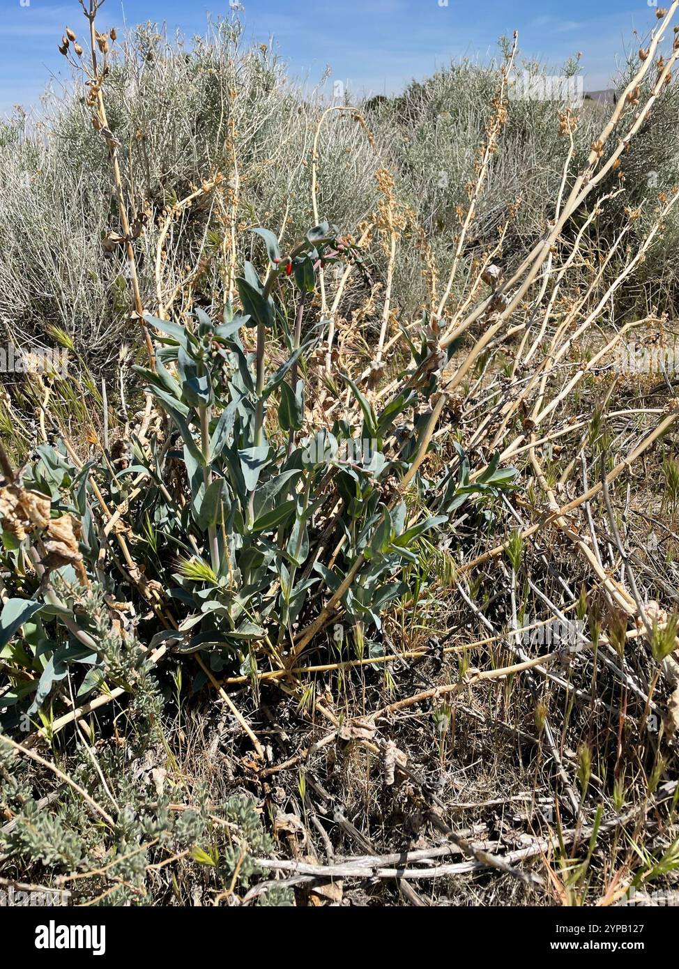 scarlet bugler (Penstemon centranthifolius Stock Photo - Alamy