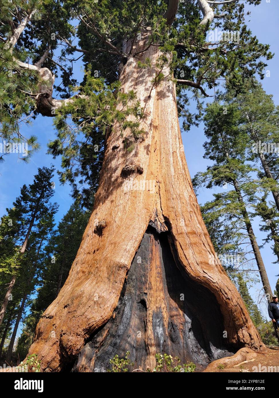 giant sequoia (Sequoiadendron giganteum Stock Photo - Alamy