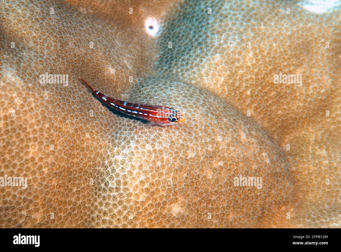 Tripplefin blenny (Helcogramma maldivensis) from Kanihura Corner ...