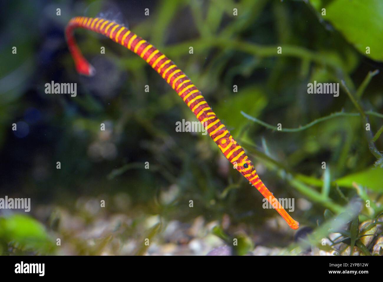 Yellowbanded pipefish (Dunckerocampus pessuliferus) in a bed of ...