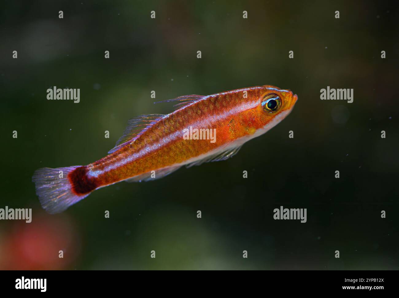 Blotch-tailed pygmygoby (Trimma sp., probably T. caudimaculatum ...