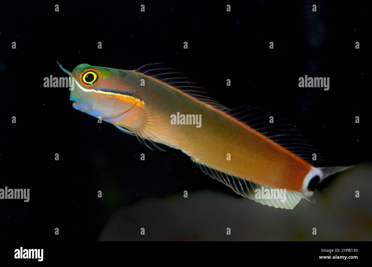 Tail-spot blenny (Ecsenius stigmatura). Aquariumphoto Stock Photo - Alamy